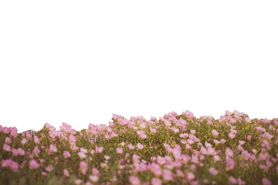 Flower Field Background