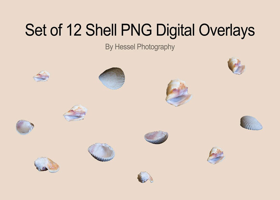 Shell Seashell PNG Digital Overlay, Photoshop Overlays, Clipart ...