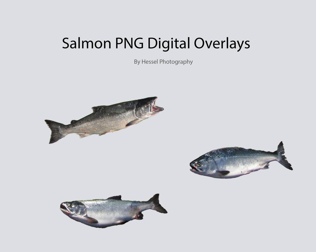 Fish PNG Digital Overlay, Photoshop Overlays, Salmon Stock, Digital ...