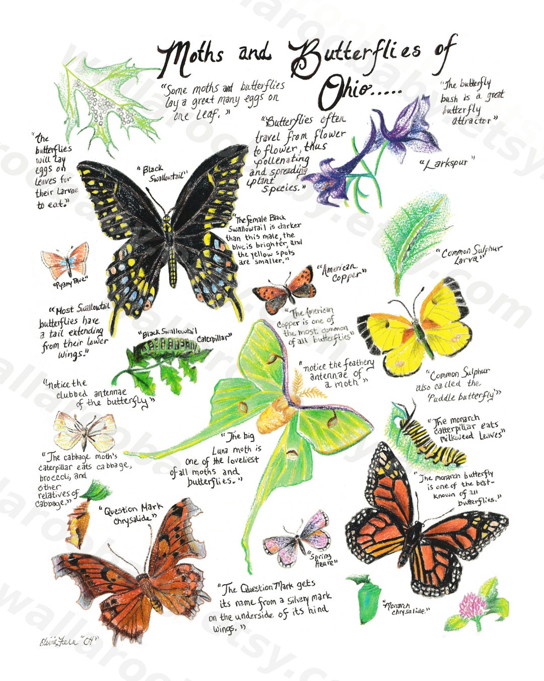 Moths and Buterflies of Ohio 8 X10 Inch Art Print in a 11x14 Inch Matte ...