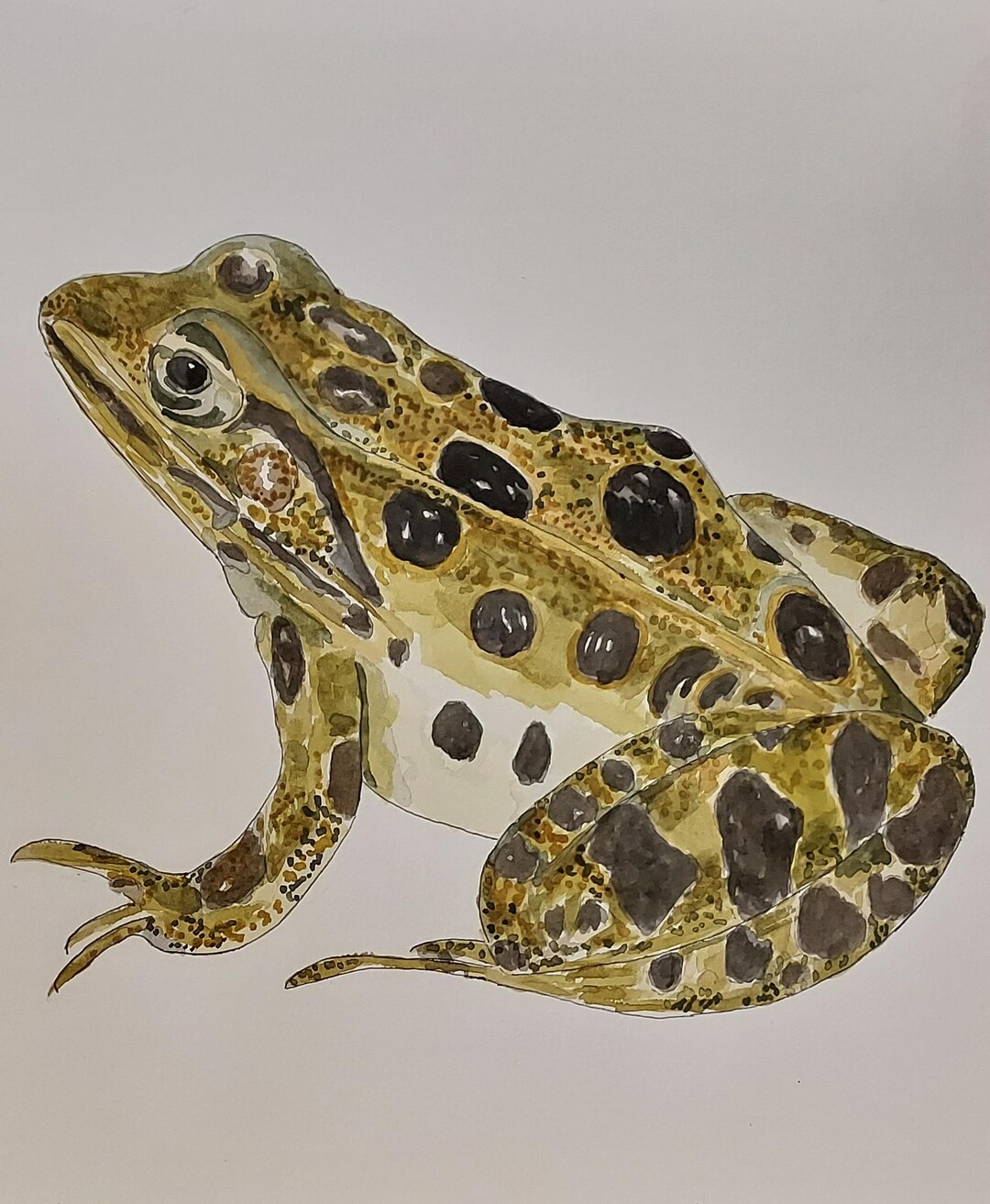 Pickerel Frog Painting - Etsy