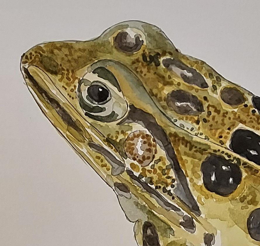 Pickerel Frog Painting - Etsy