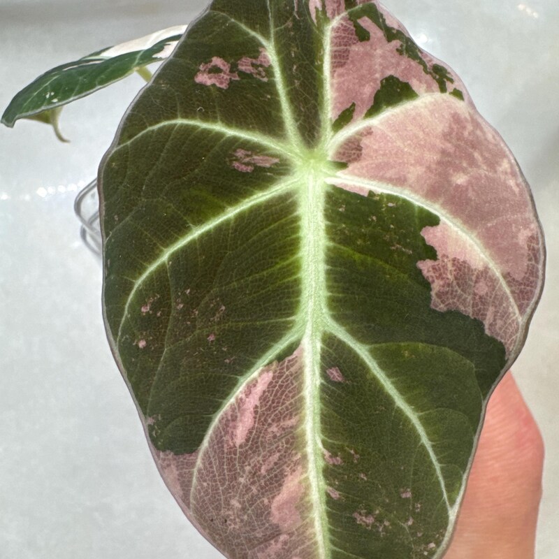Alocasia Black Velvet - Etsy