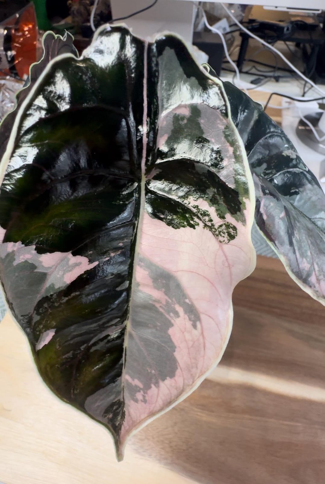 Rare Alocasia Pink Azlanii Variegated One Healthy Corm Only - Etsy