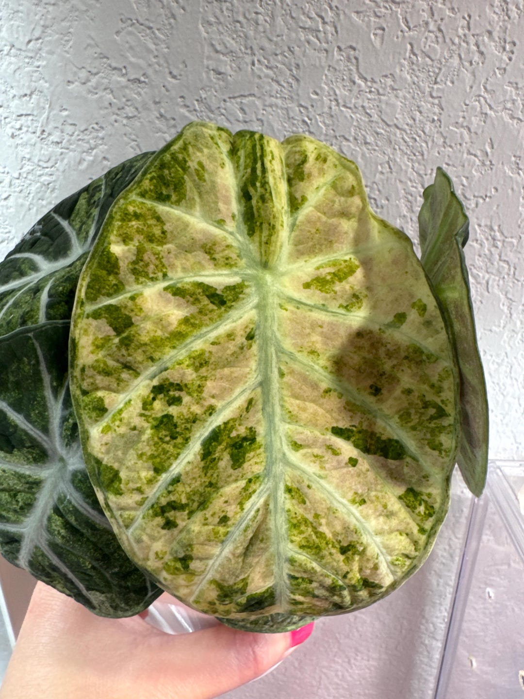 Rare Alocasia Variegated Ninja Corm Only - Etsy