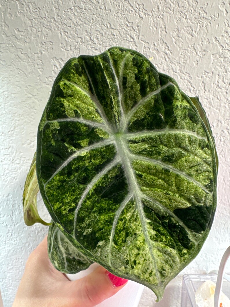Rare Alocasia Variegated Ninja Corm Only - Etsy