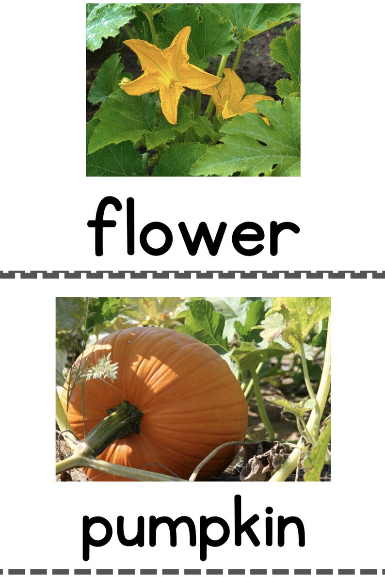Pumpkin Life Cycle Activity - Etsy