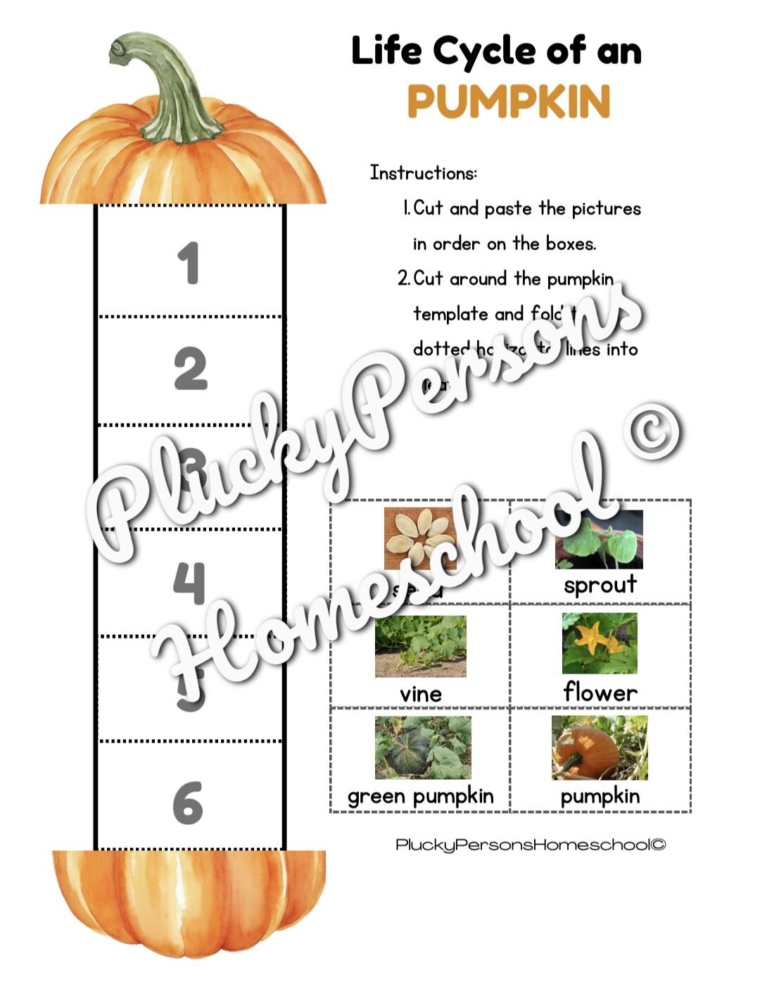 Pumpkin Life Cycle Activity - Etsy