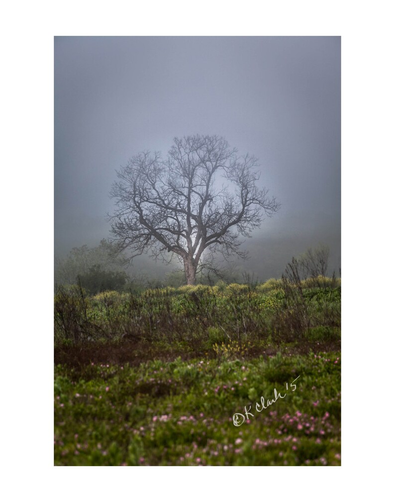 Faerie Spring Fine Art Photography Dreamy Foggy Magical Tree in the Fog ...