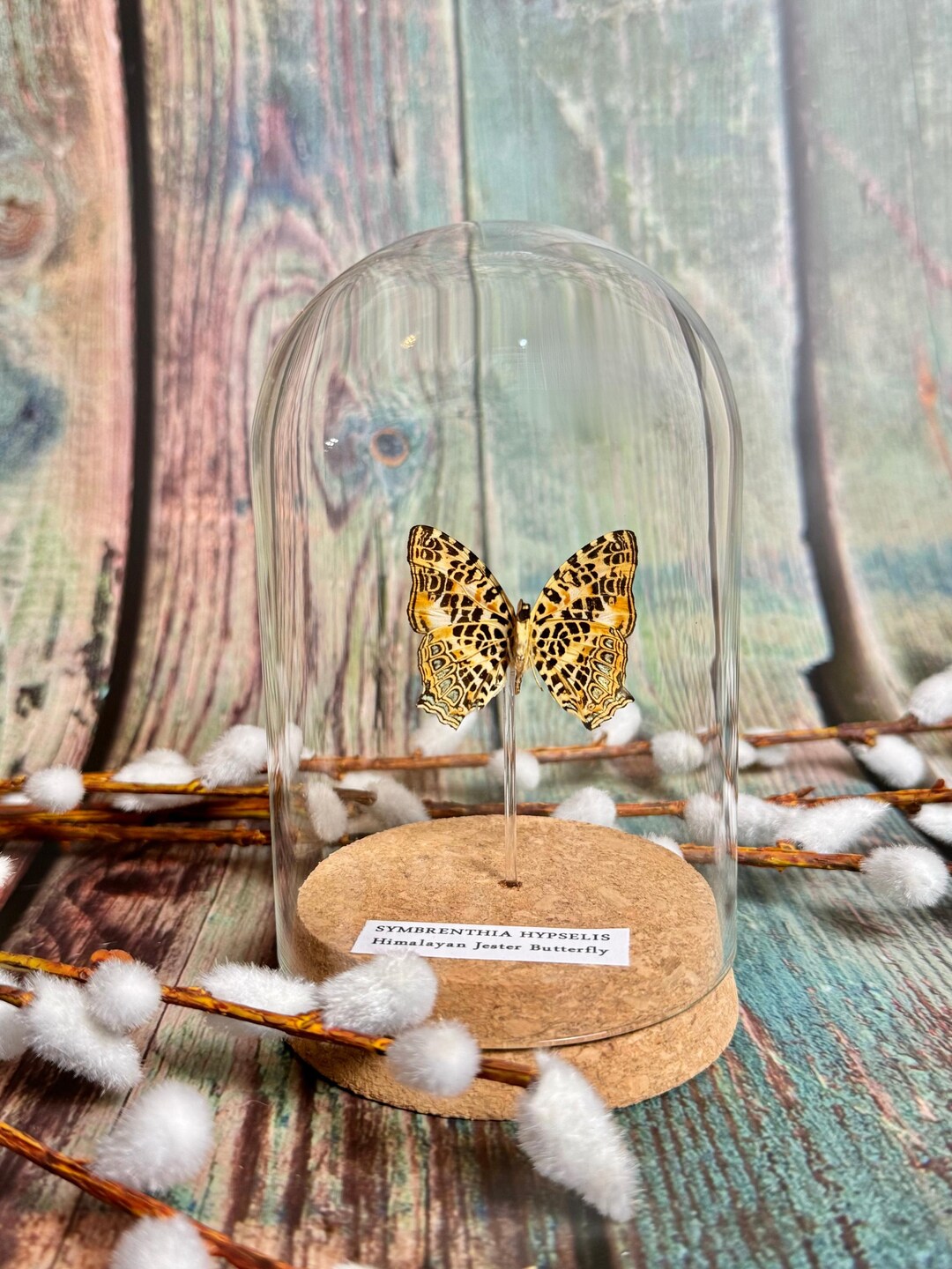 Real Himalayan Jester Butterfly in Glass Dome Display, 5x3, Insect ...