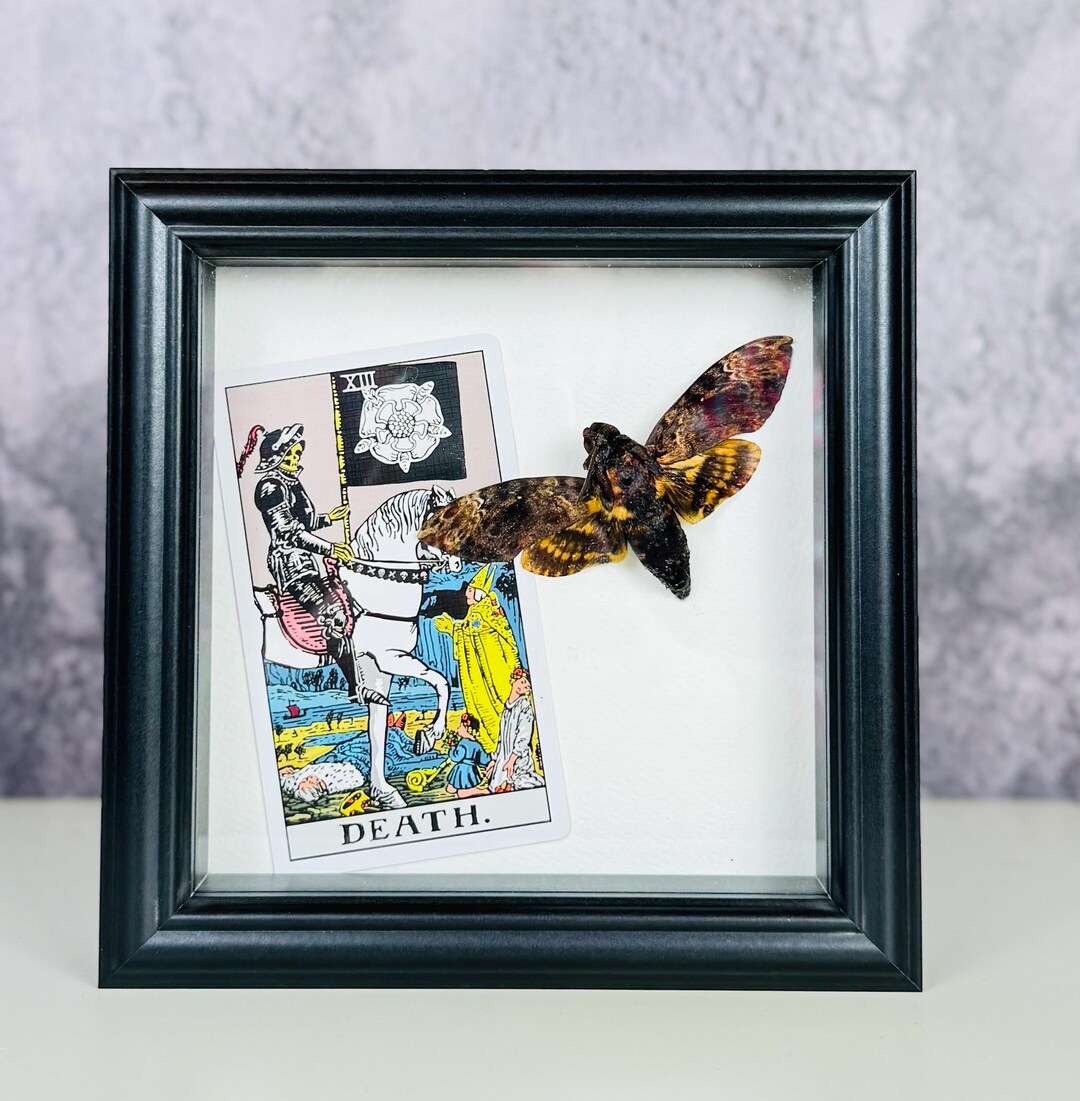 Death Head Hawk Moth With Death Tarot Card, Real Moth - Etsy
