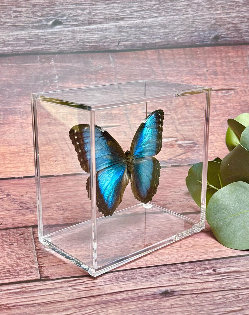 Blue Morpho Butterfly in Transparent Acrylic Display Case Real ...