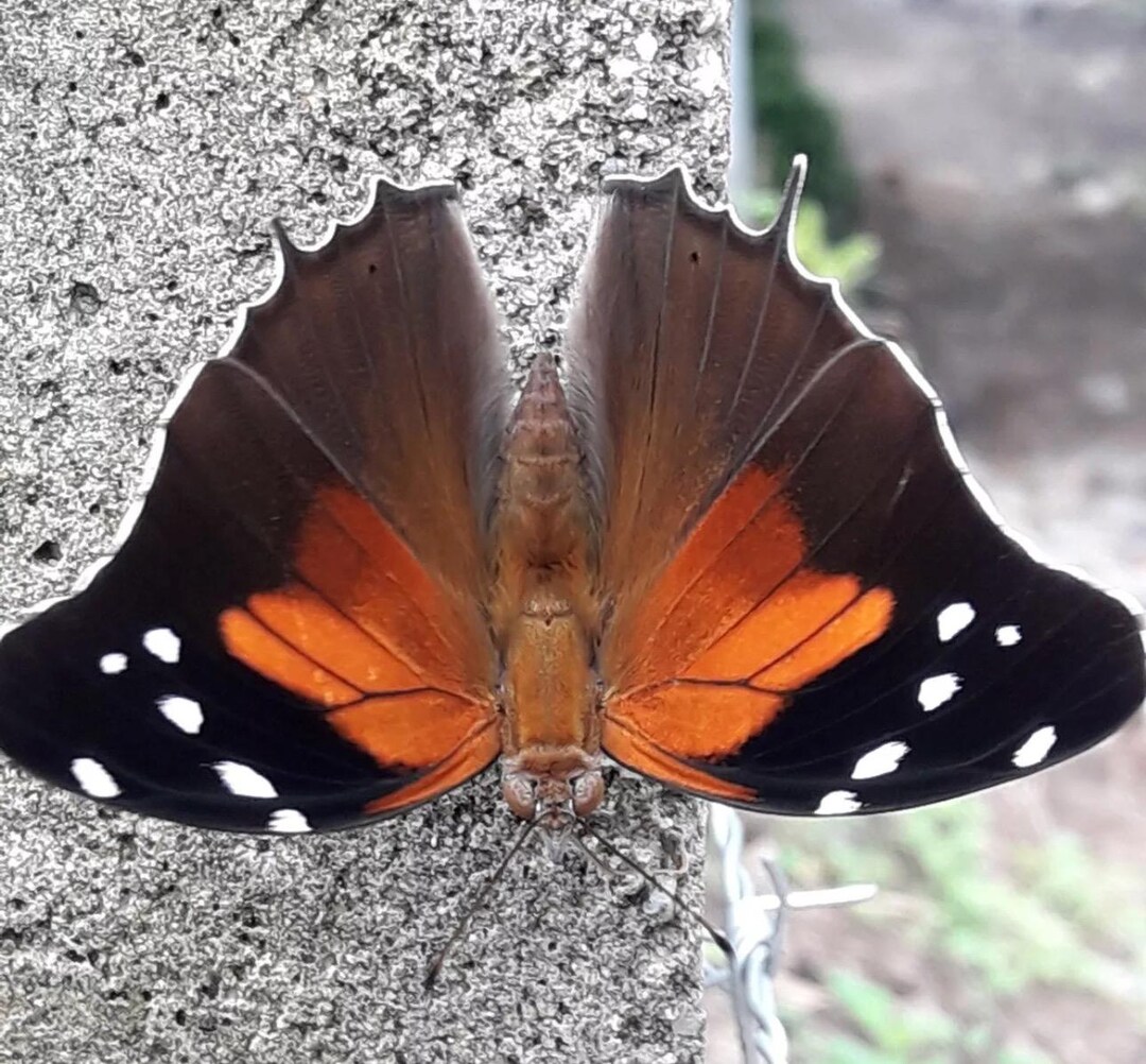 Historis Acheronta, Tailed Cecropian, A1 Unmounted Butterfly Specimen ...