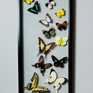 13 Butterflies in Transparent Shadow Box Floating Frame - Etsy
