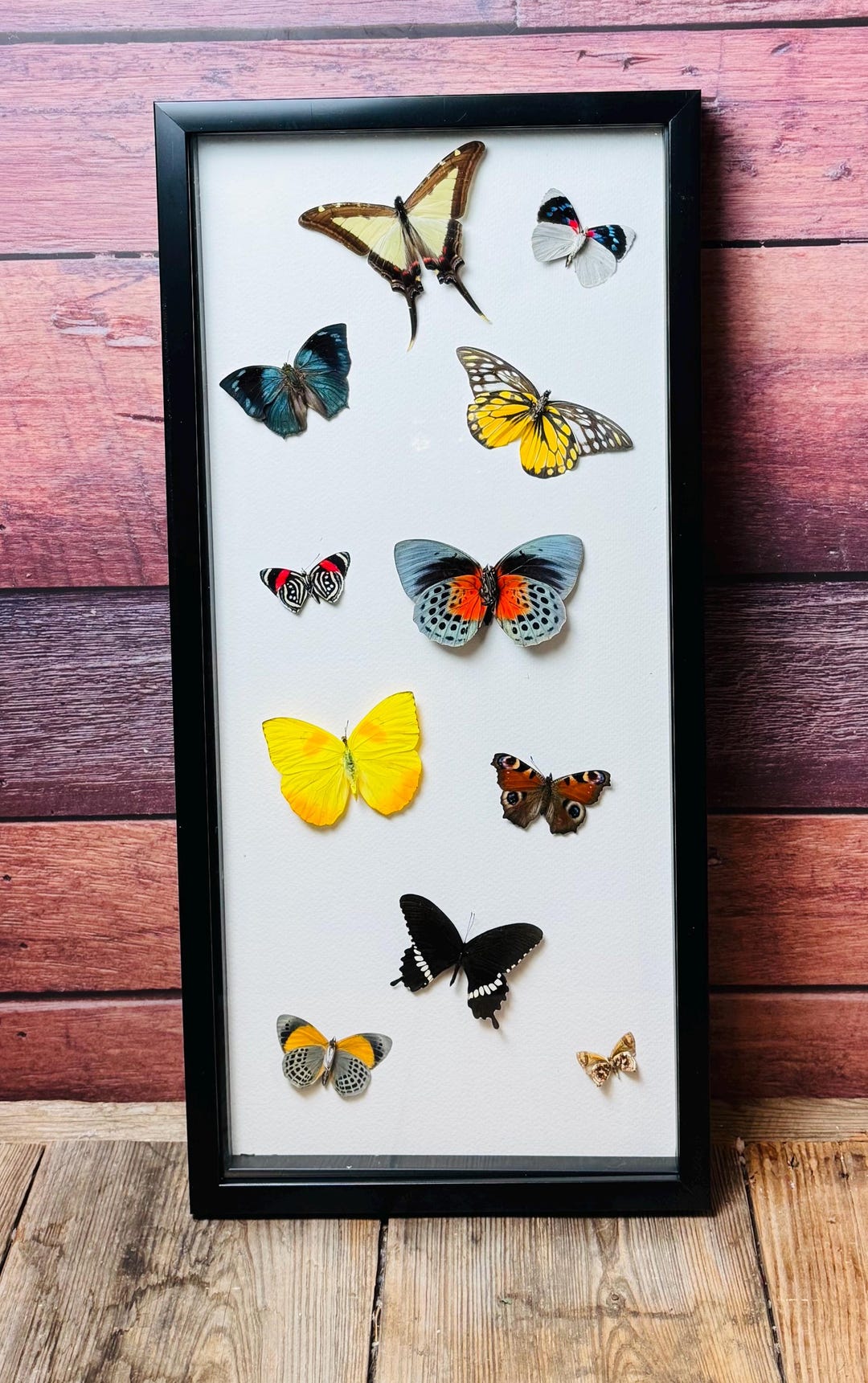 11 Incredible, REAL Butterflies Mounted in Long Rectangular Frame ...