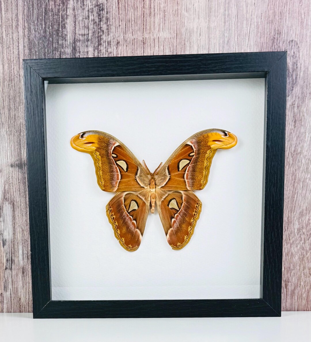 Giant Male Atlas Moth in Shadow Box Frame, Real Moth Mounted in 9x9 - Etsy