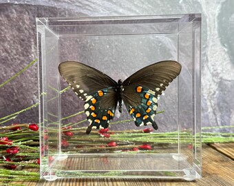 Real Framed Butterfly Display - Etsy