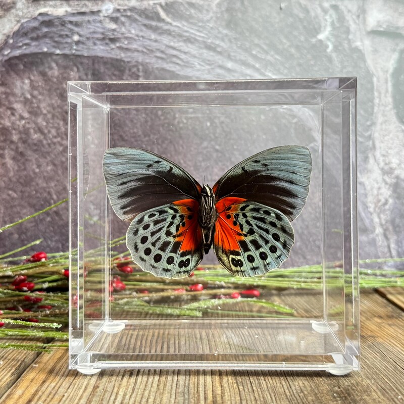 Butterfly Display - Etsy