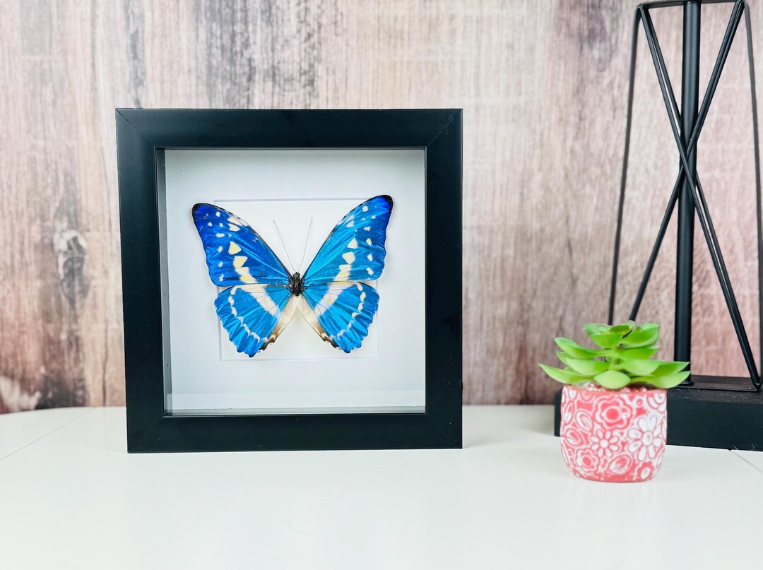 Blue Morpho Cypris Butterfly Mounted in Black Frame, Real Butterfly ...