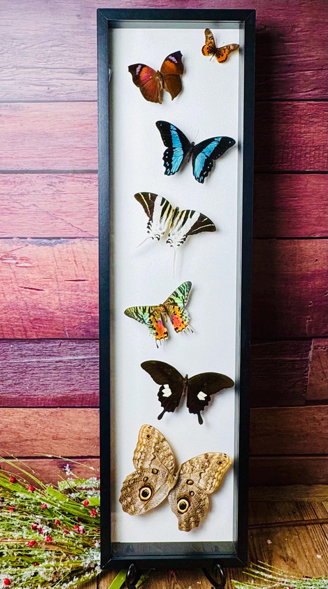 Large Real Butterfly Display Wall Hanging, 7 Colorful Butterflies, 29x8 ...