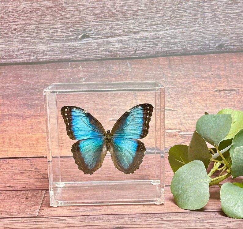 Blue Morpho Butterfly in Transparent Acrylic Display Case Real ...