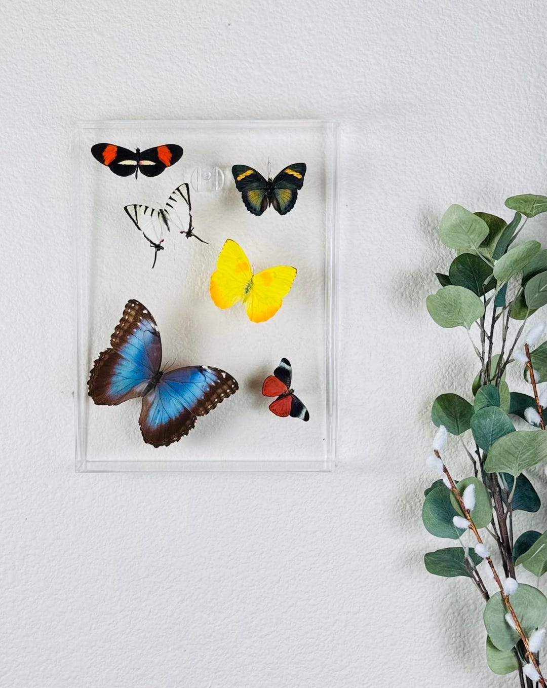 Transparent Real Butterfly Display, 6 Varieties, Colorful Butterflies ...