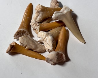 Dickasaurus Rex - Etsy