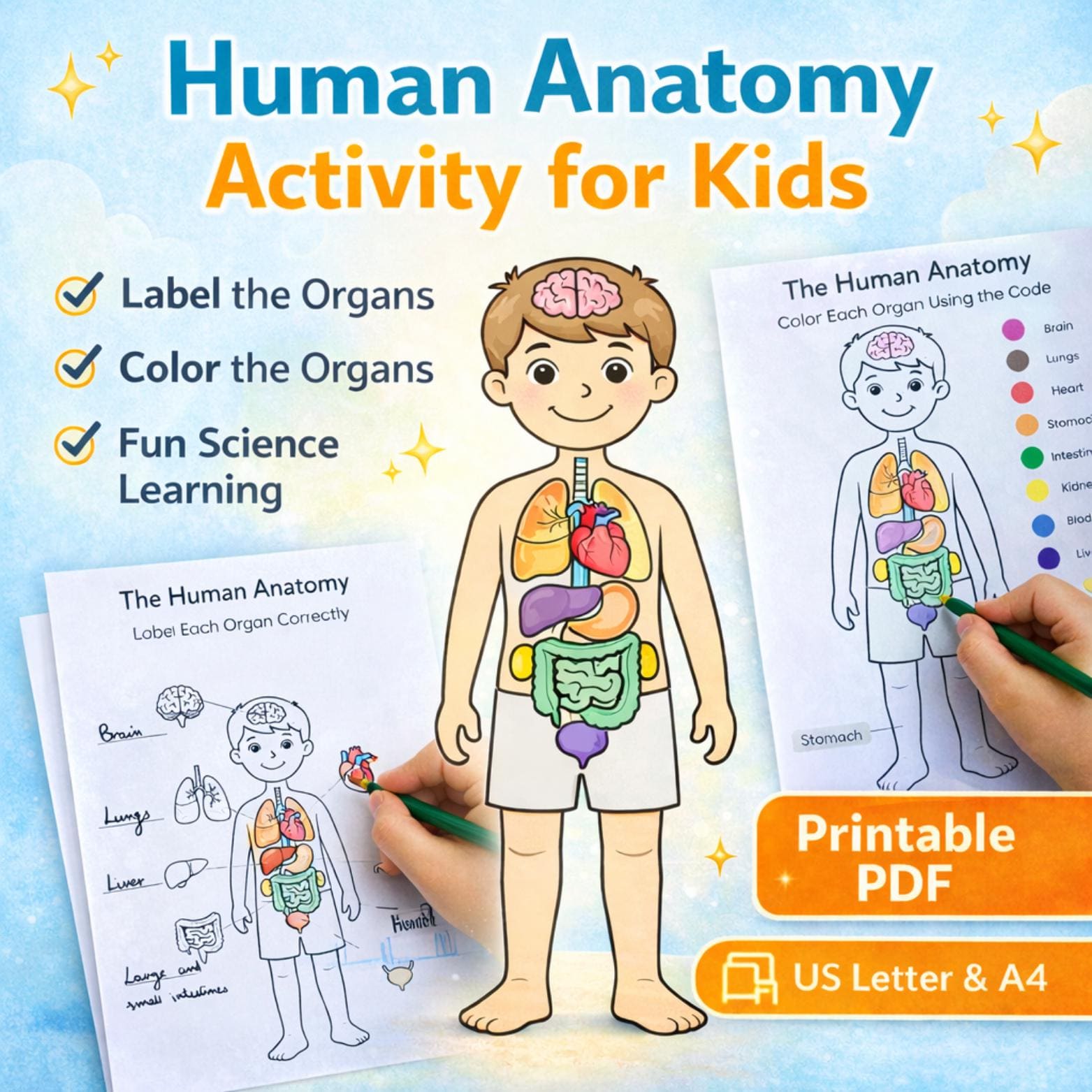 Human Anatomy Activity, Label & Color Organs, Homeschool Printable (PDF ...