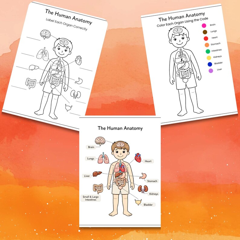 Human Anatomy Activity, Label & Color Organs, Homeschool Printable (PDF ...