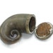Georgian Horn Snuff Mull Steel and Brass Lid Scottish English Antique ...