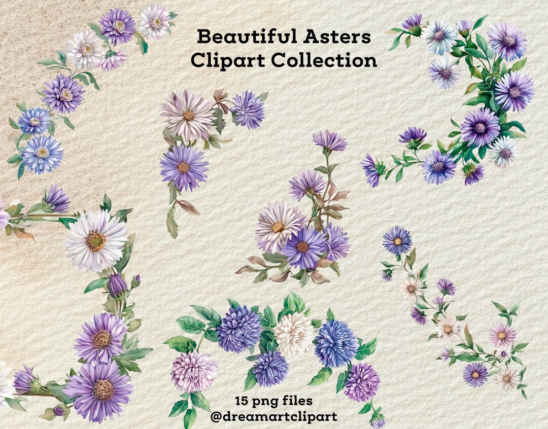 Watercolor Asters Clipart Bundle, Floral PNG Frames, Purple Asters ...