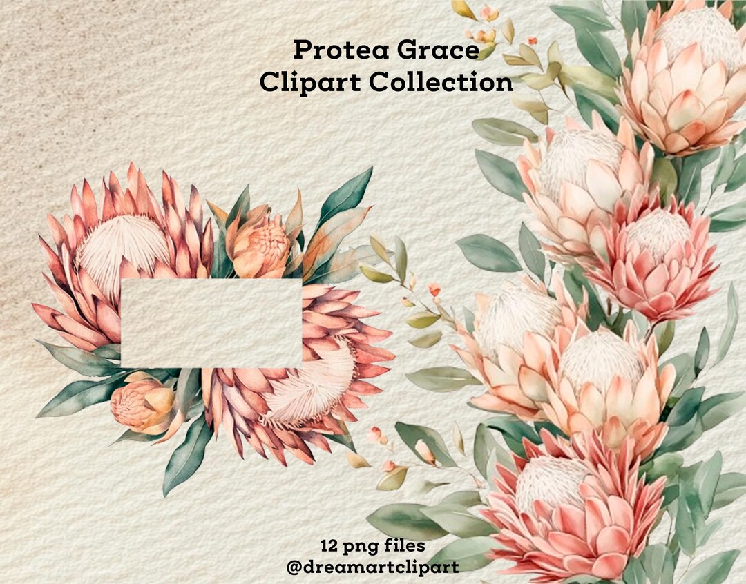 Protea Watercolor Clipart Floral Frames, Digital Borders for Wedding ...