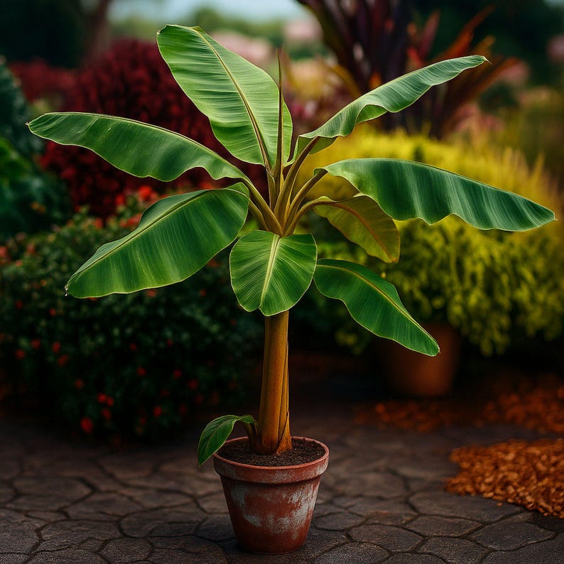 Dwarf Cavendish Banana Tree, Live Plant, Sweet Fruit - Etsy