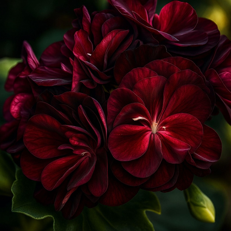 Dark Burgundy Ivy Leaf Geranium Seeds: Pelargonium Peltatum - Etsy
