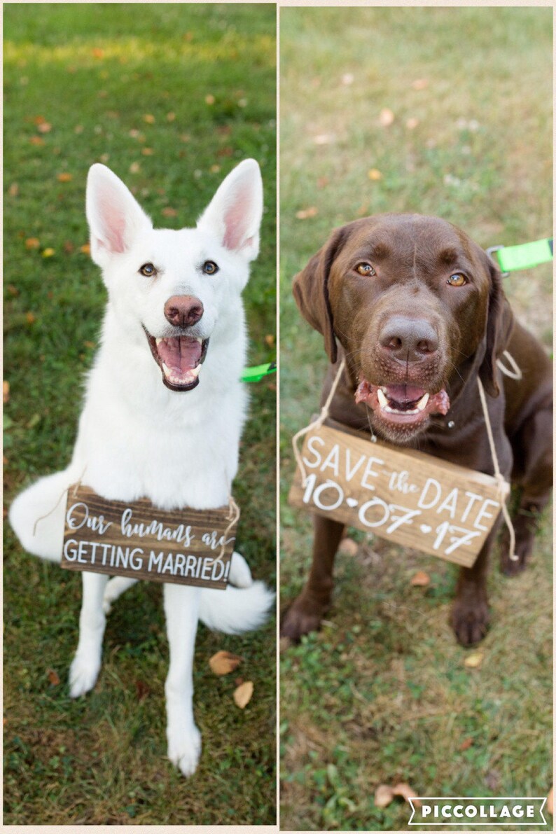 Dog Save the Date Signs Save the Date Dog Signs Our Humans | Etsy