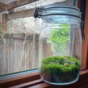 Moss Terrarium “wee Ireland” - Etsy