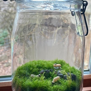 Moss Terrarium “wee Ireland” - Etsy
