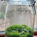 Moss Terrarium “wee Ireland” - Etsy
