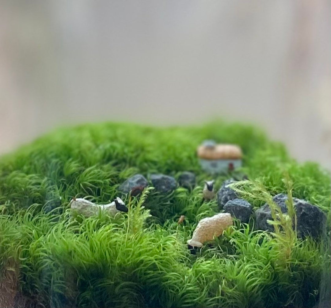 Moss Terrarium “wee Ireland” - Etsy