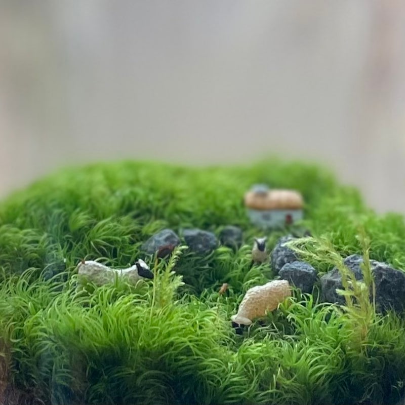 Terrarium Figurines - Etsy
