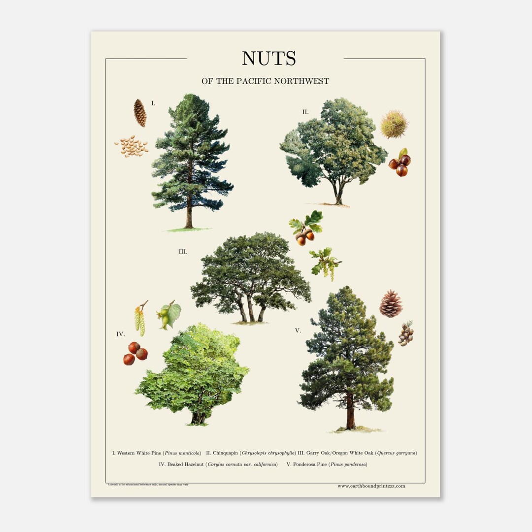 Botanical Poster - Nuts of the Pacific Northwest Poster - Etsy