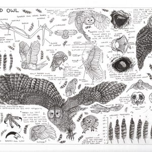 Barred Owl Scientific Illustration Spread Print - Etsy