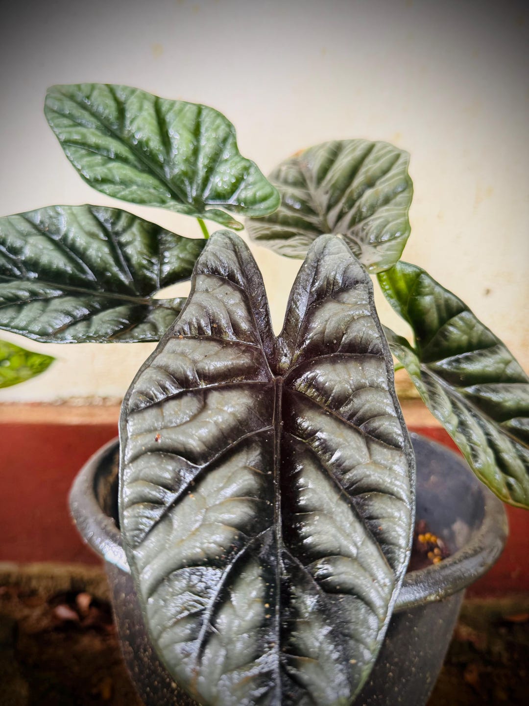 Alocasia Silver Dragon Plant Bulbs/croms - Etsy