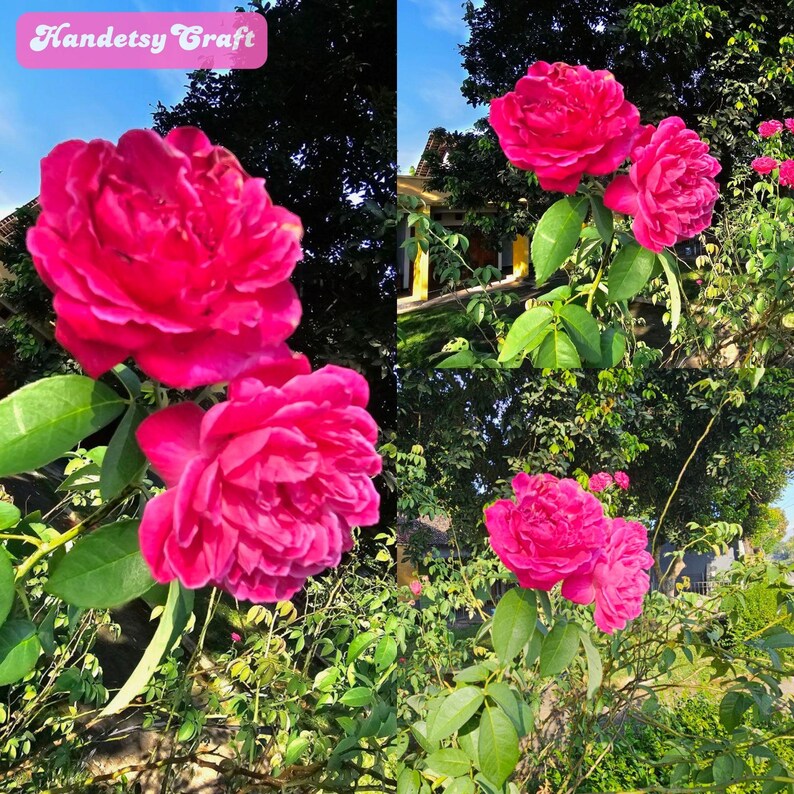 10 Seeds, Climbing Red Rose, Flower, Bush, Perennial, Shrub, Flowering ...