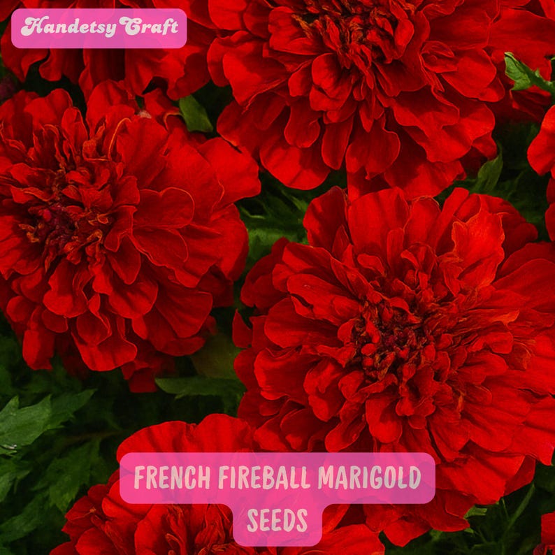 25 French Fireball Marigold Seeds, Bright Bi-color Flower Easy to Grow ...