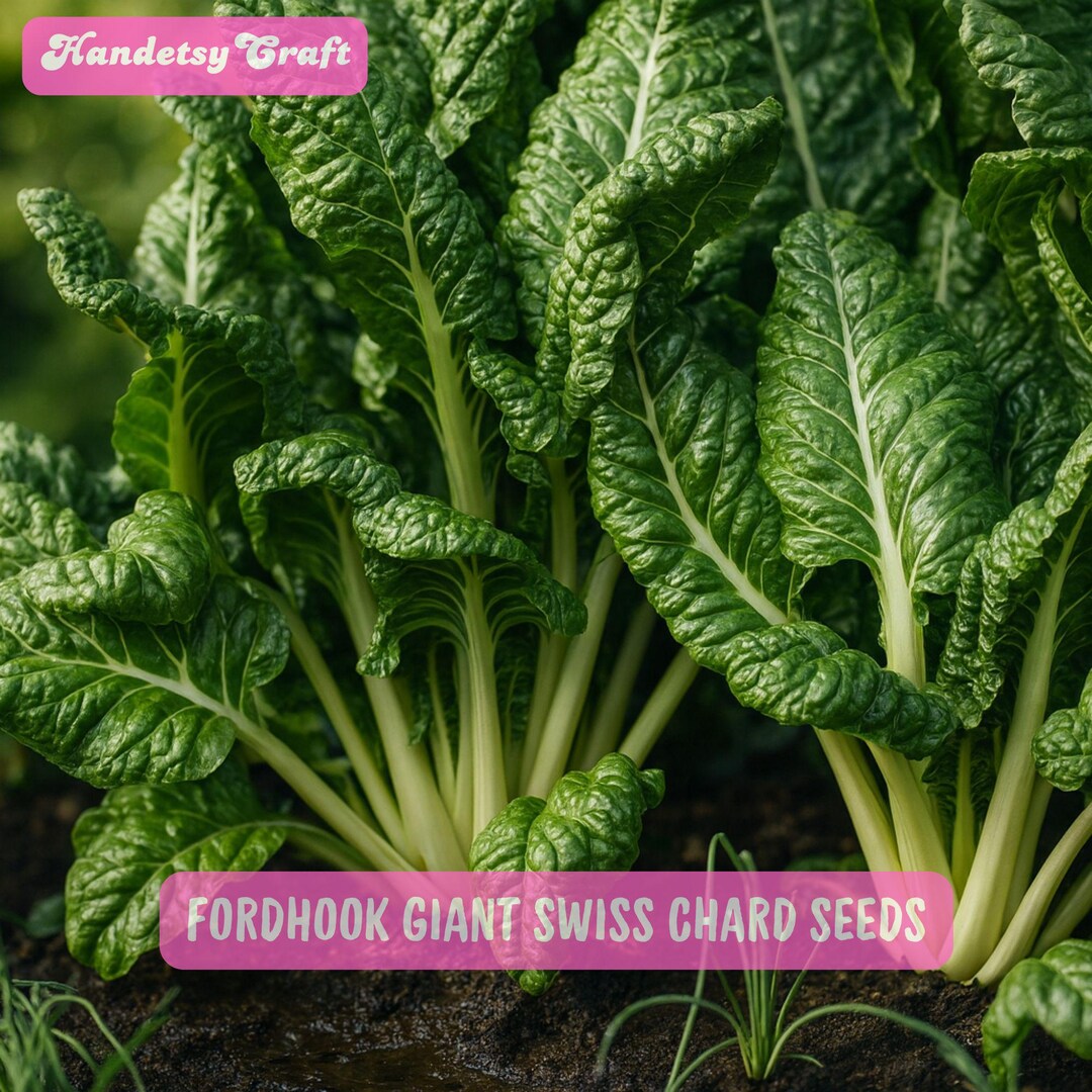300 Fordhook Giant Swiss Chard Seeds, Perpetual Spinach Vegetable ...