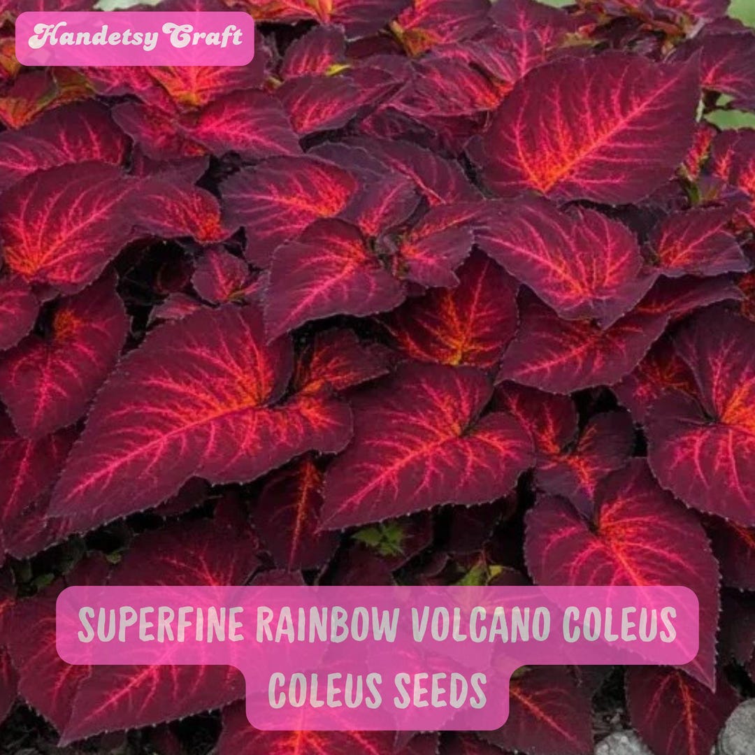 25 Rainbow Volcano Coleus Seeds: Colorful Garden Foliage, Exotic Hardy ...