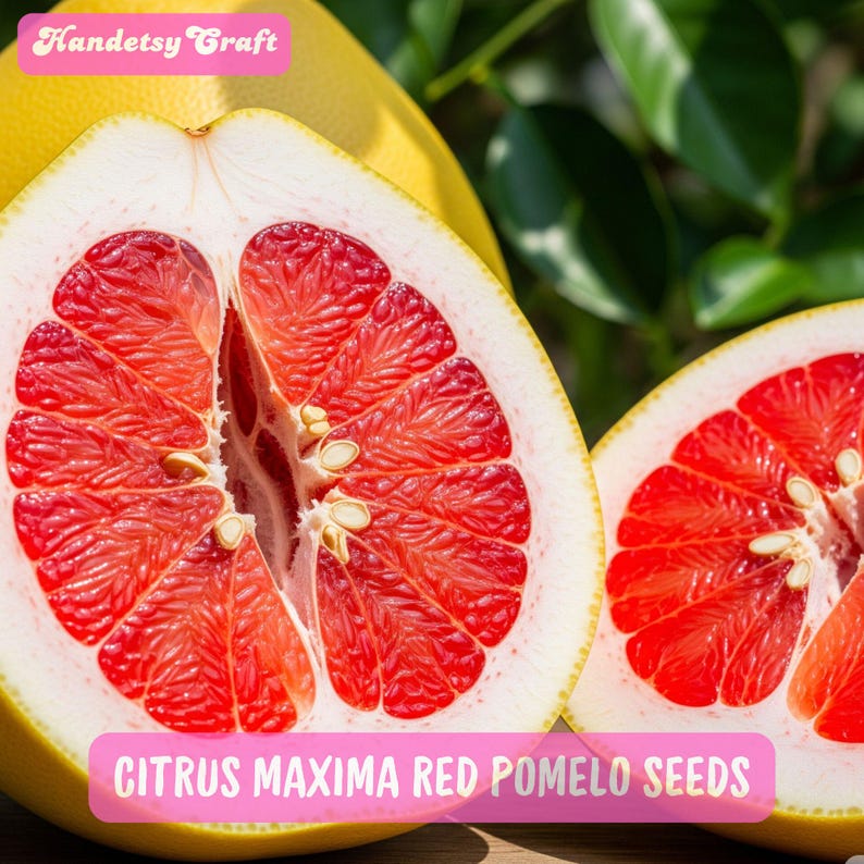 5 Red Pomelo Tree Seeds: Citrus Maxima, Exotic Tropical Fruit - Etsy