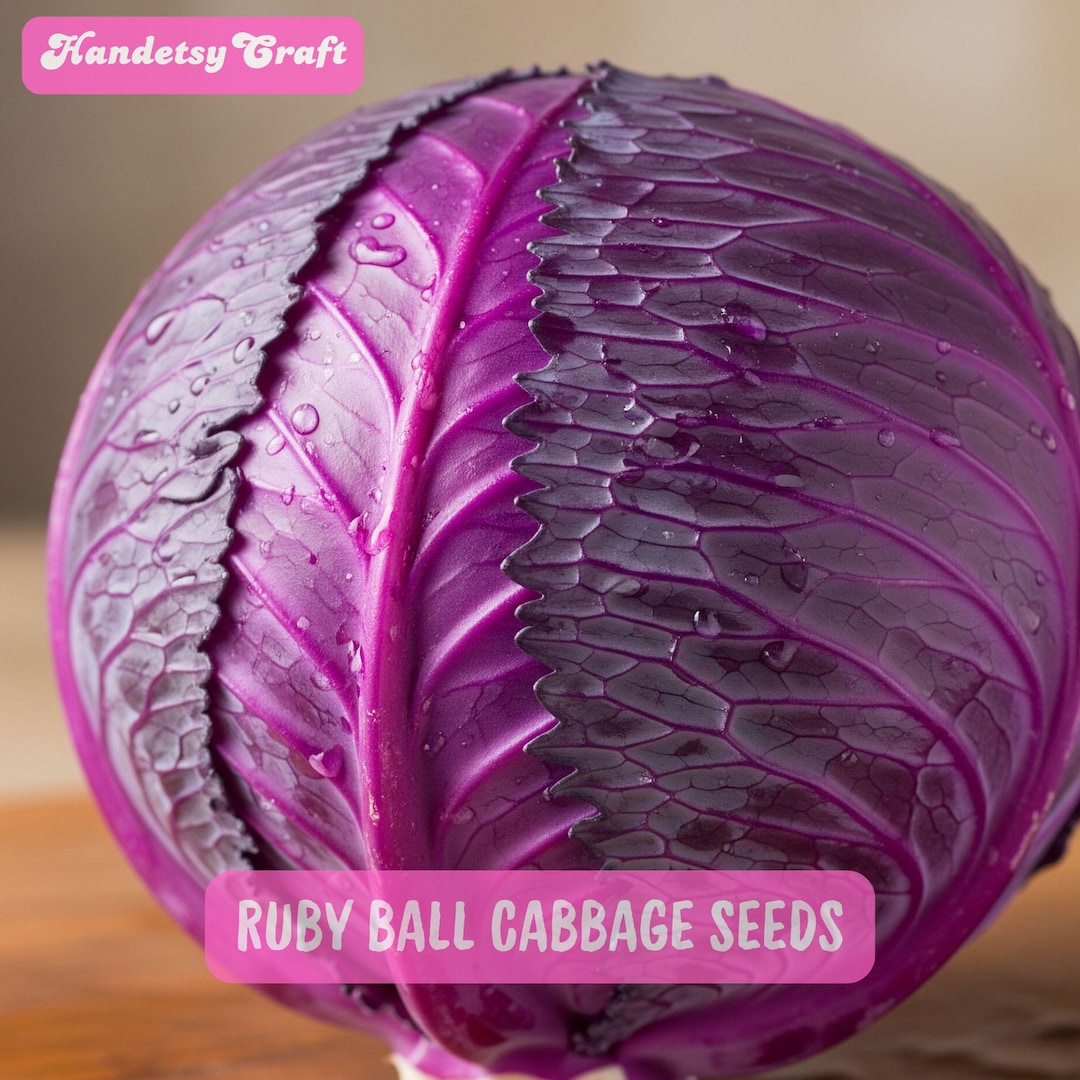 Ruby Ball Cabbage Seeds: 500 Heirloom Organic Non GMO Seeds, US Grown ...