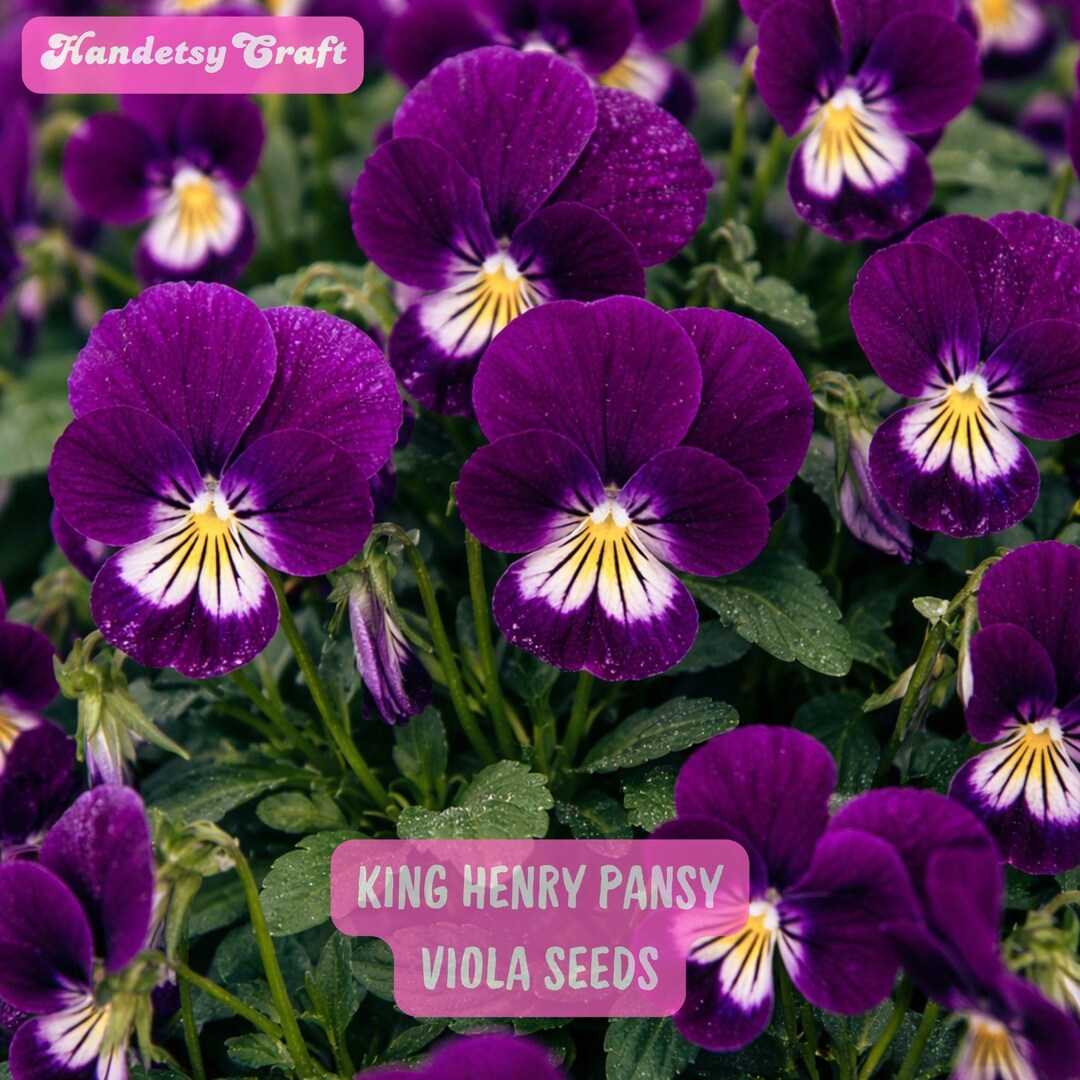 200 King Henry Pansy (viola) Seeds, Large Velvet Purple Blooms Easy ...